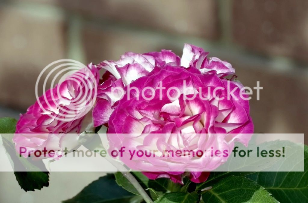 Post your K-1 pictures! - Page 1493 - PentaxForums.com